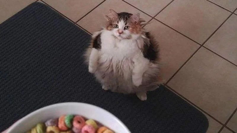 Cats Wanting Fruit Loops Meme Explained