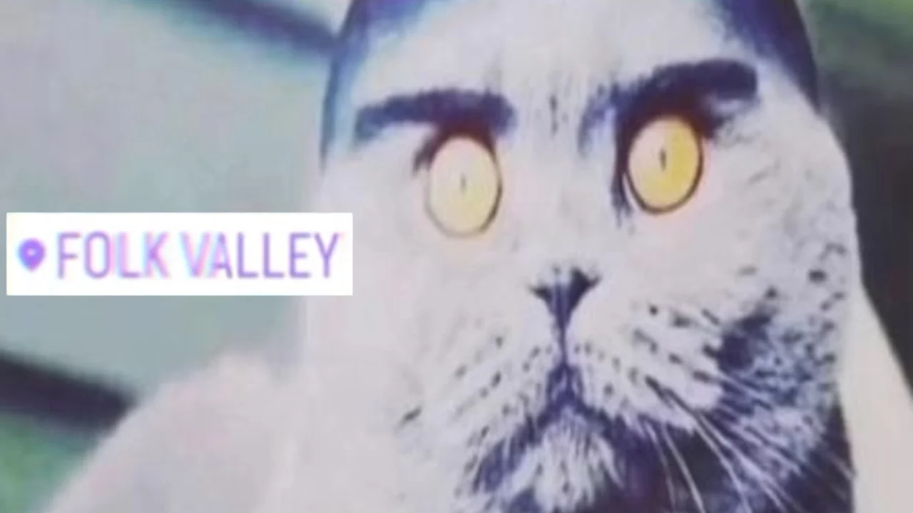 Folk Valley Cat TikTok s Surreal Hood Irony Cat Meme Folk Valley Cat TikTok s Surreal Hood Irony Cat Meme